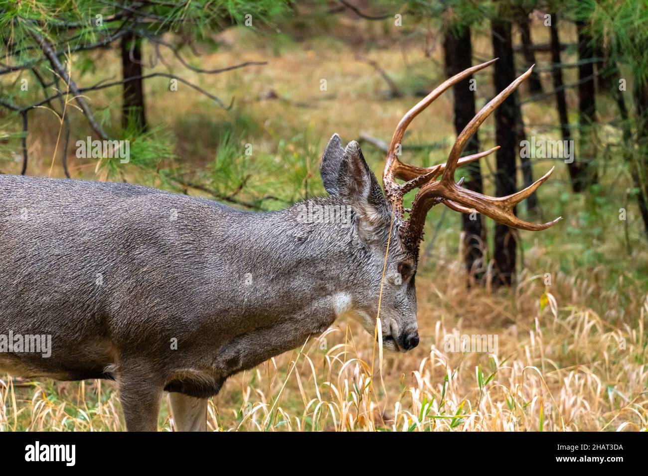 View looking down yosemite hi-res stock photography and images - Alamy