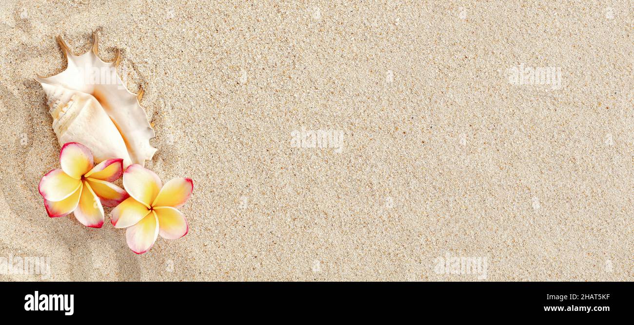 Single sea shell and pink and yellow frangipani flower on sand ...