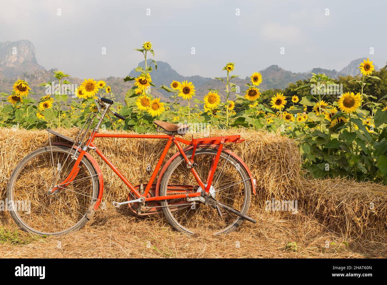 Classic red bicycle with sunflower background Stock Photo - Alamy