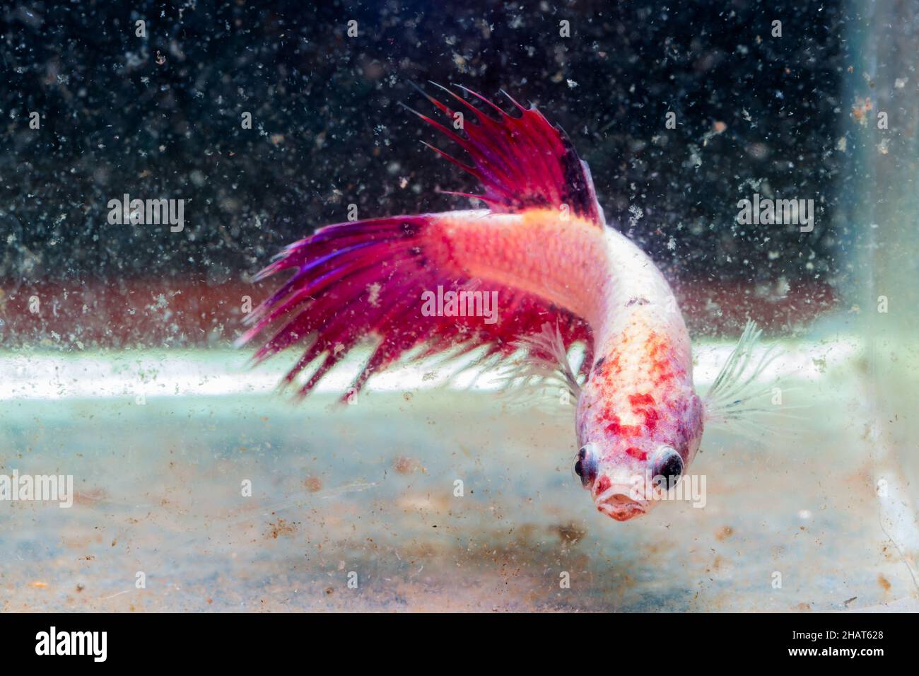siamese fighting fish injuries head and tail after fighting in turbid ...