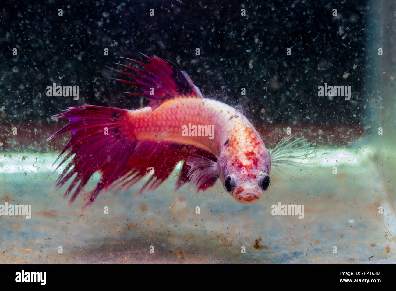 siamese fighting fish injuries head and tail after fighting in turbid ...