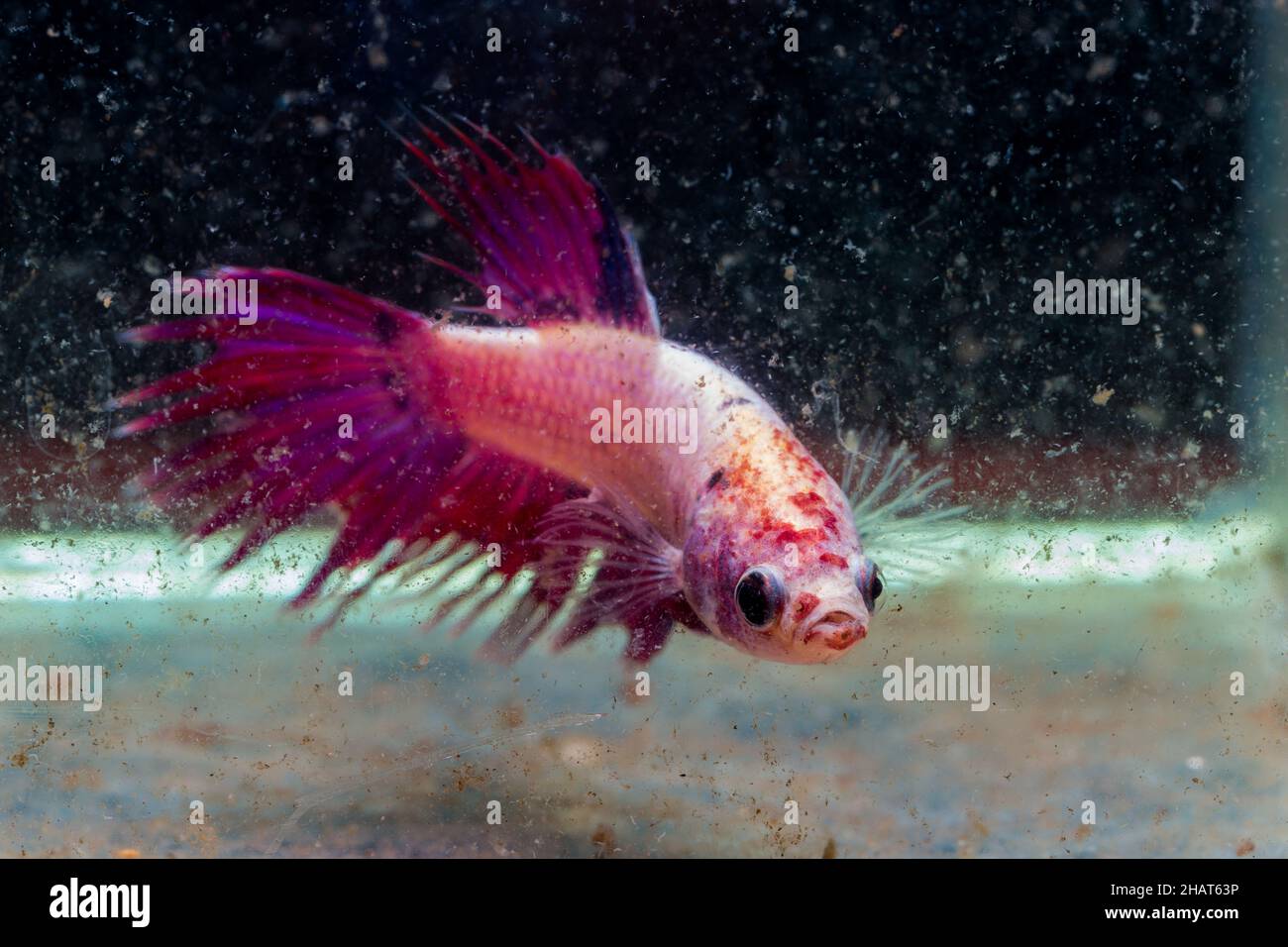 siamese fighting fish injuries head and tail after fighting in turbid ...