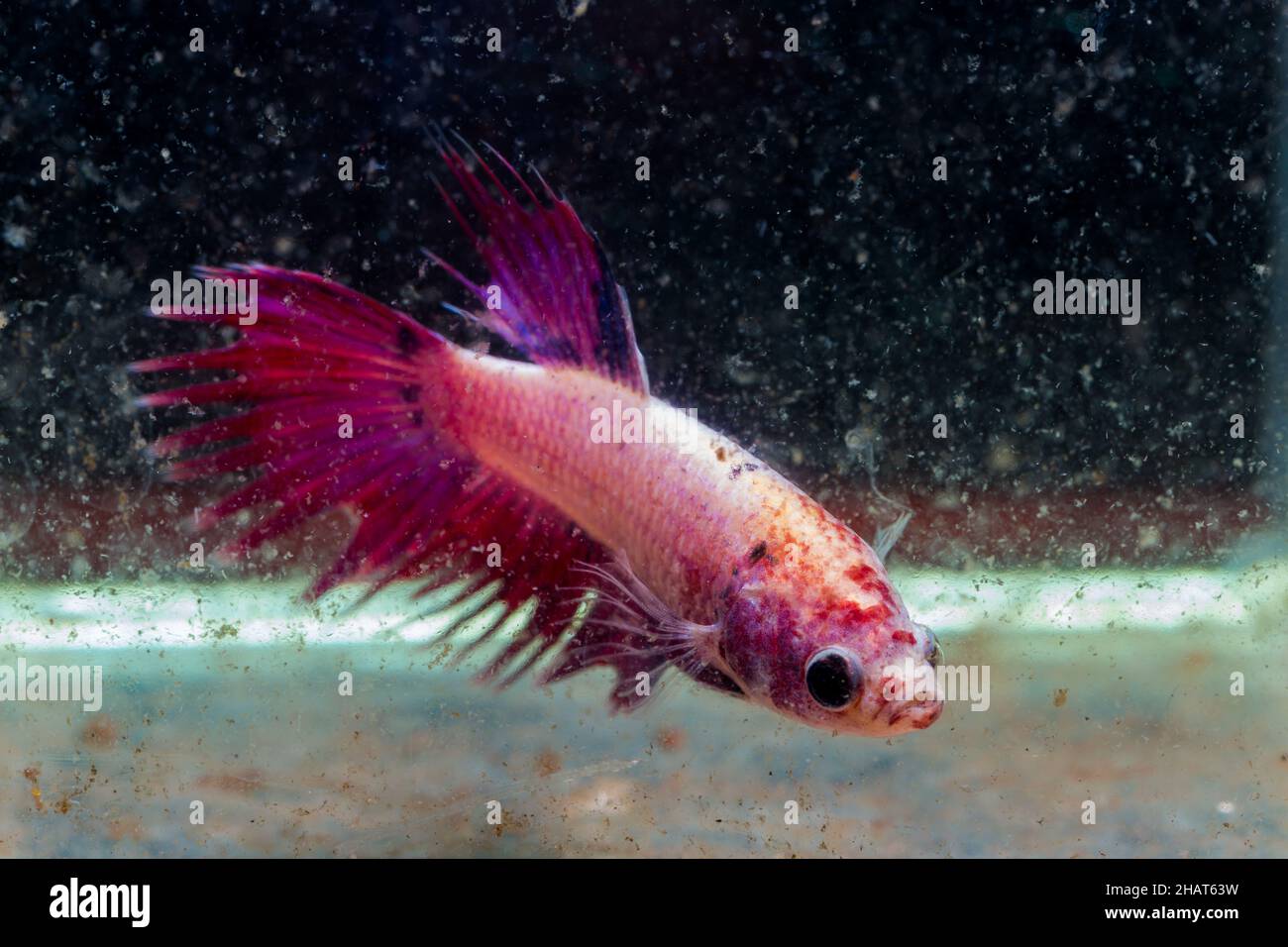 siamese fighting fish injuries head and tail after fighting in turbid ...