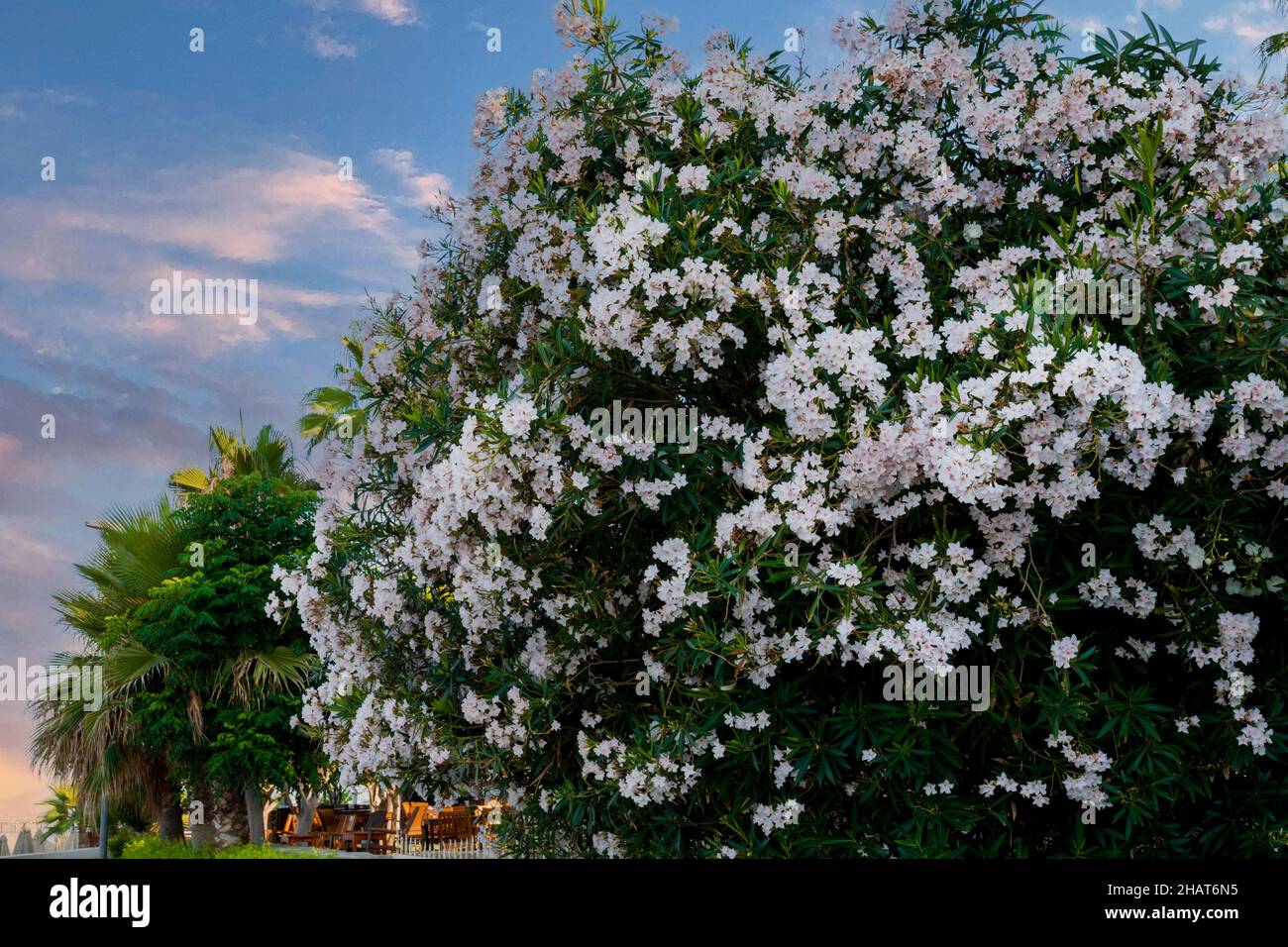 Oleander tree at hi-res stock photography and images - Alamy