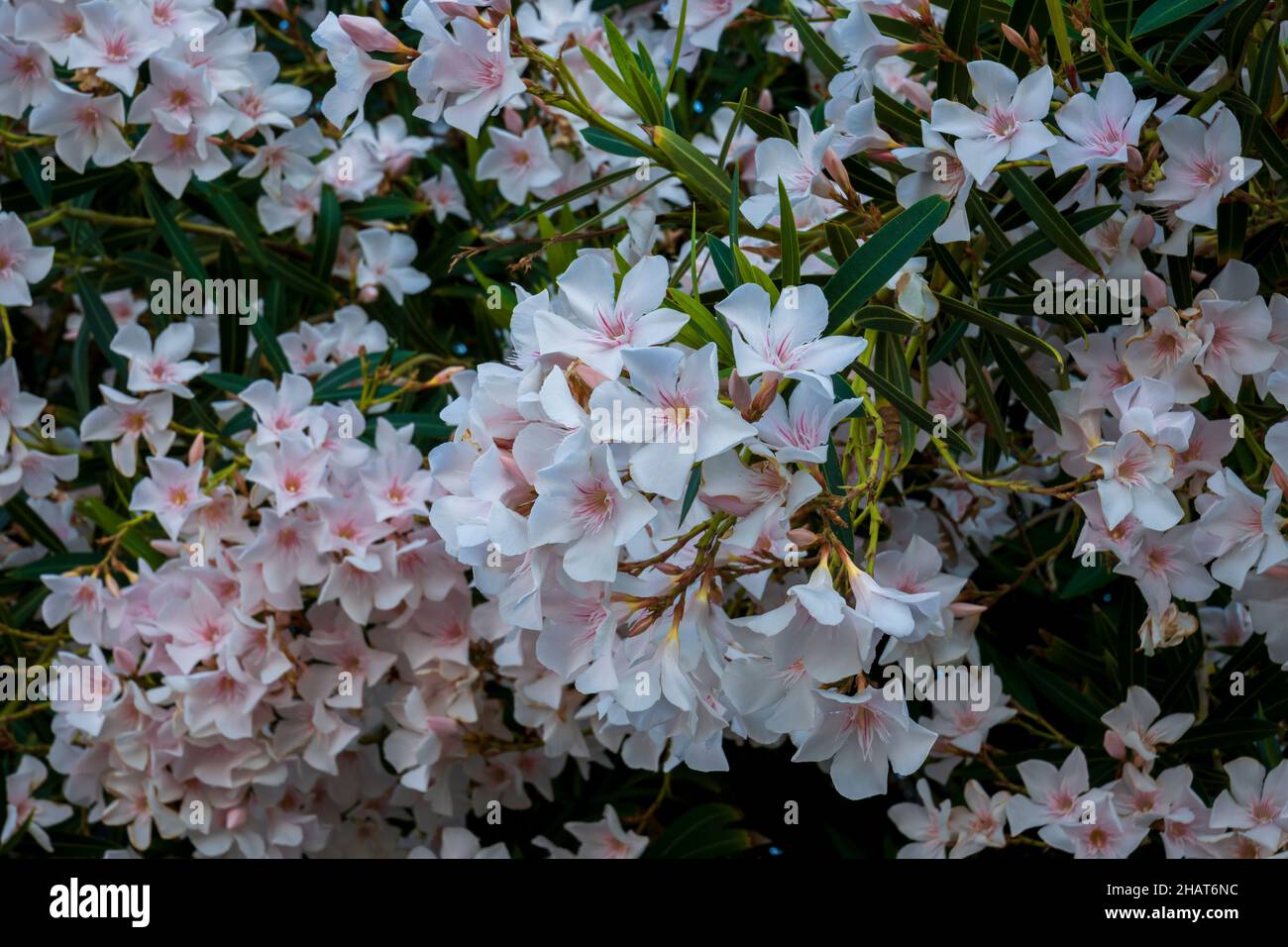 Oleander tree at hi-res stock photography and images - Alamy
