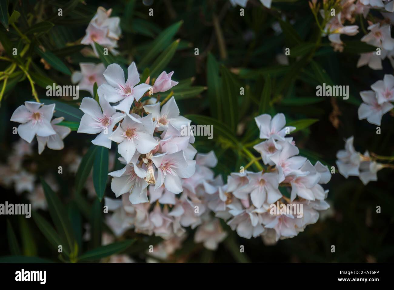 Petite oleander hi-res stock photography and images - Alamy