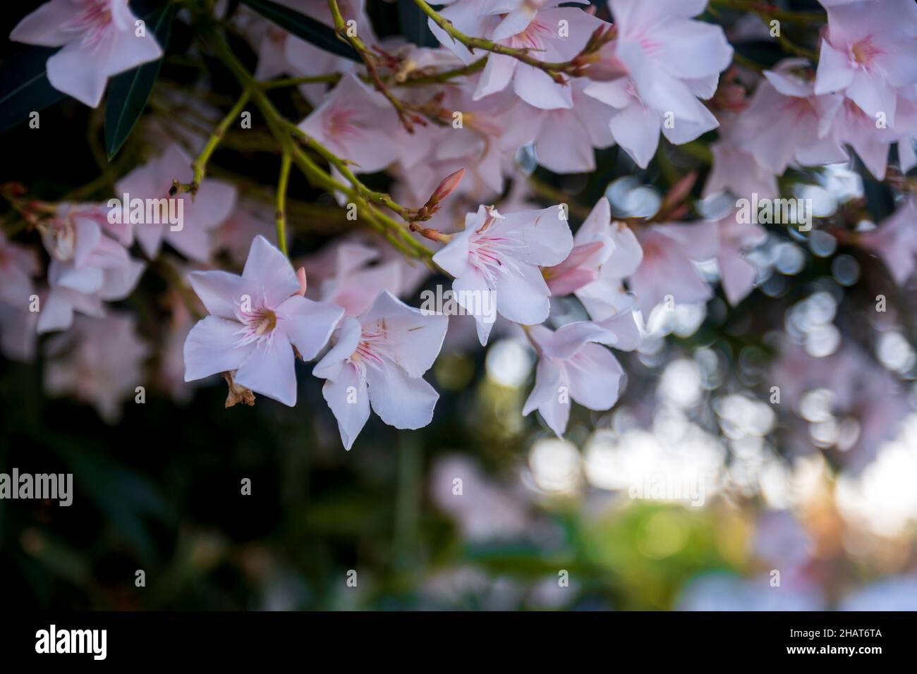 Petite oleander hi-res stock photography and images - Alamy
