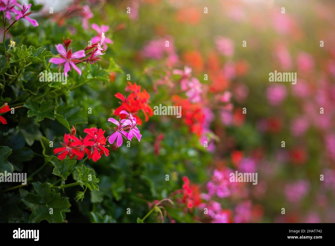 Nutmeg blossom hi-res stock photography and images - Alamy