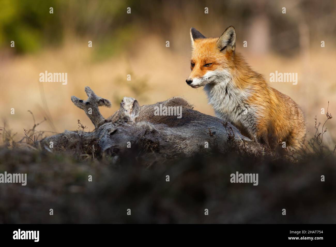 Red fox looking to the prey on field in warm sunlight Stock Photo - Alamy