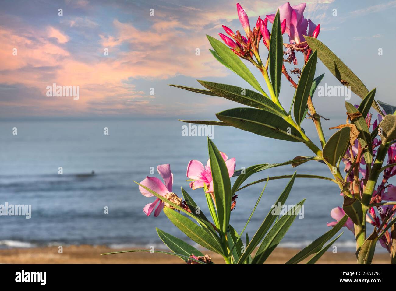 most commonly known as oleander or nerium, is a shrub or small tree ...