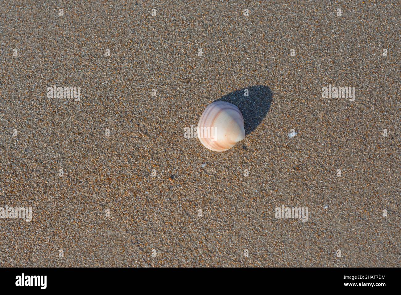 A single mussel shell on the sand by the sea. Ideal photo for ...