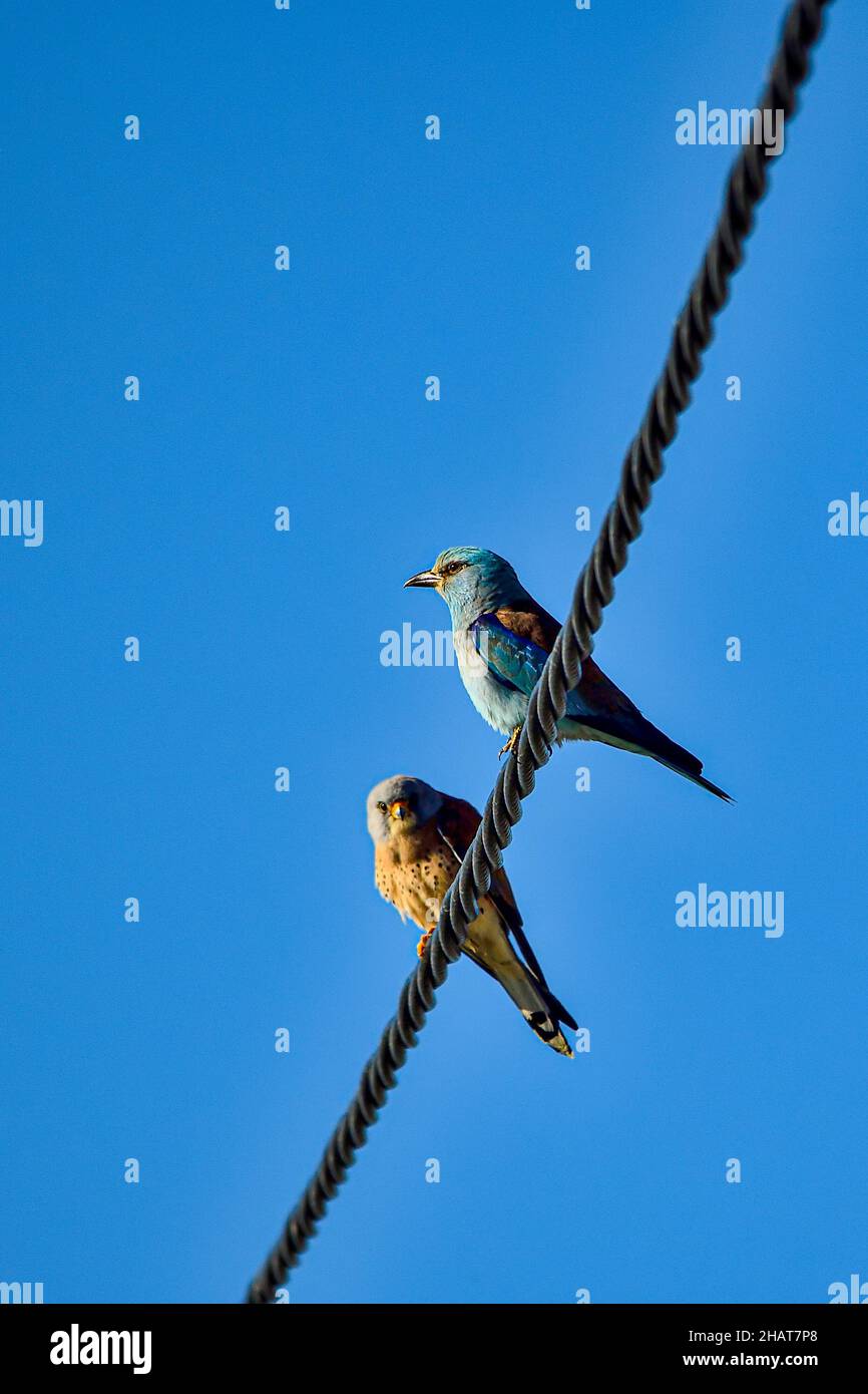 Hoopoe, of the family Upupidae, and of the order Upupiformes Stock ...