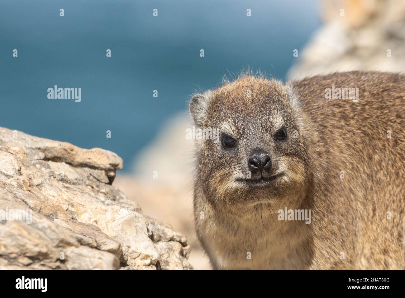Close-up of the face of a Rock Hyrax taken in Hermanus in the Western ...