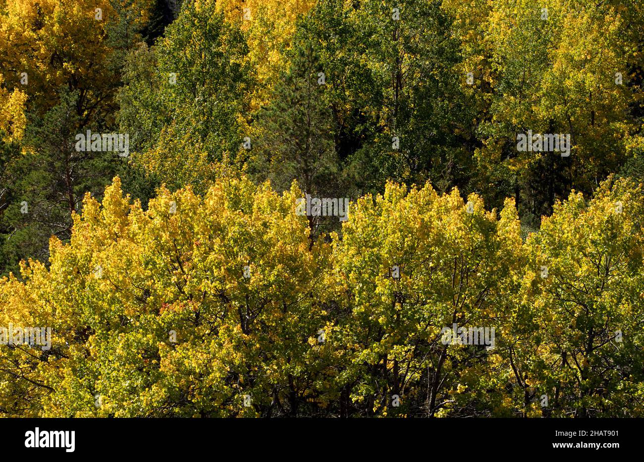 Colorful rural landscape in daylight. Various trees and colorful ...