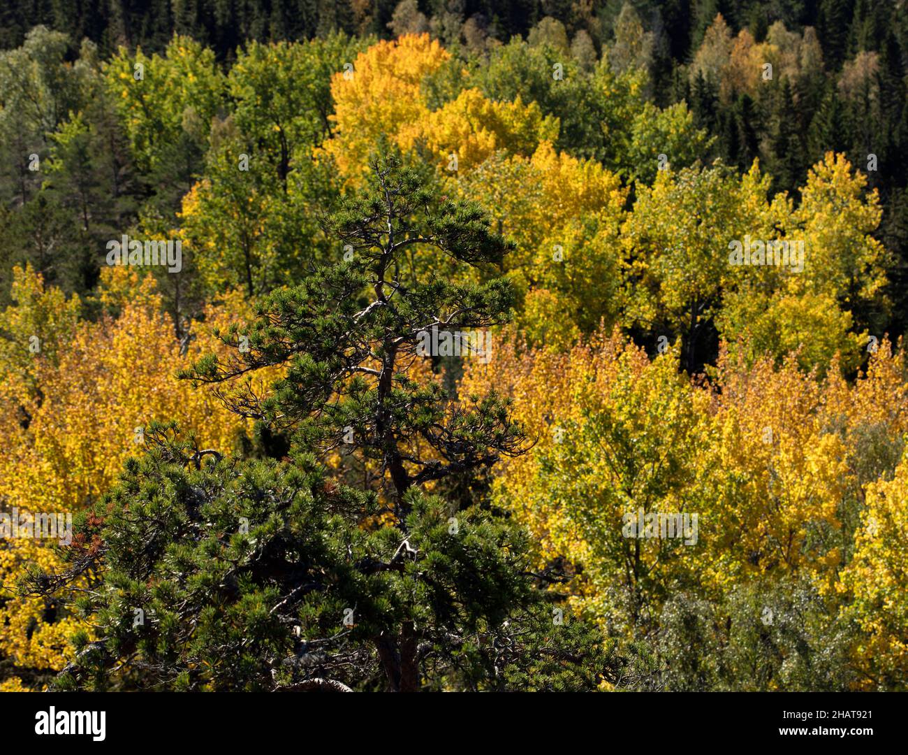 Colorful rural landscape in daylight. Various trees and colorful ...