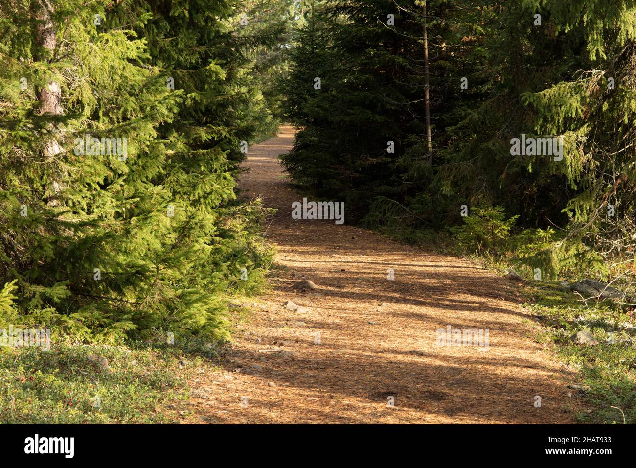 Walkway, path along the coast. Trees, bushes both sides. Sticks on the ...