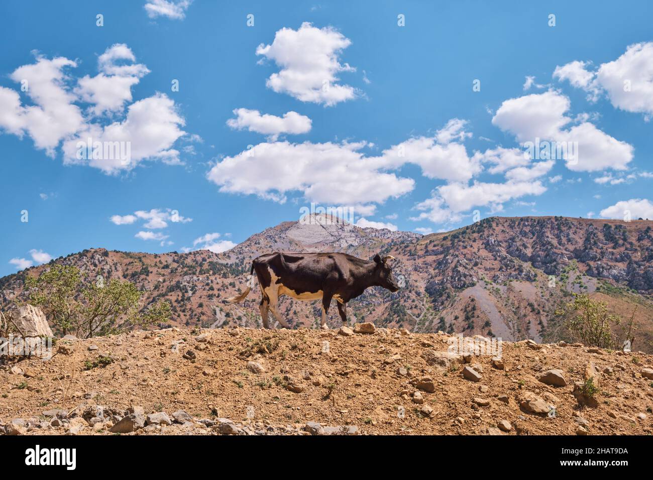 A black and white cow on a ridge, looking regal in profile. In the Lake ...