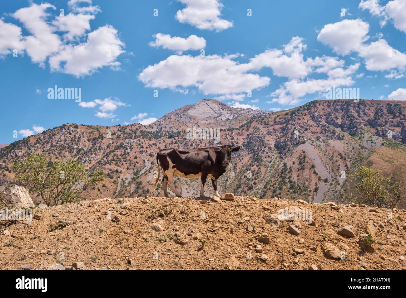 A black and white cow on a ridge, looking regal in profile. In the Lake ...