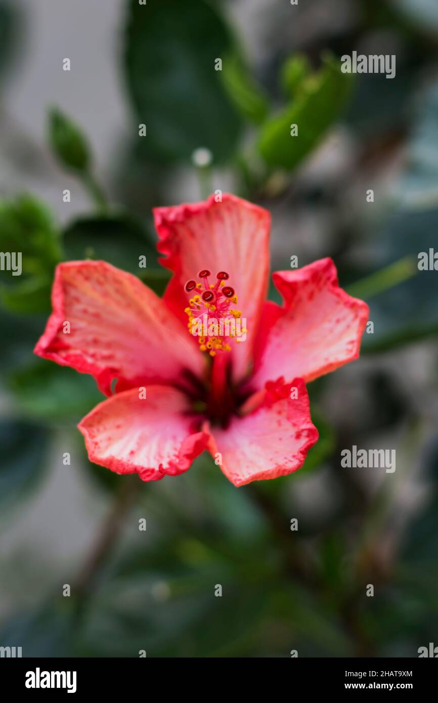 Hibiscus rosa-sinensis, known colloquially as Chinese hibiscus, China ...