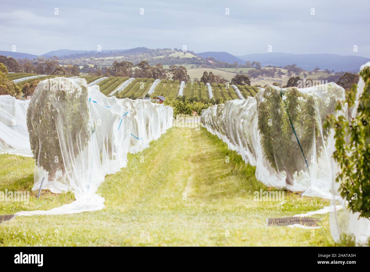 Fresh Cherries in Orchard in Australia Stock Photo - Alamy