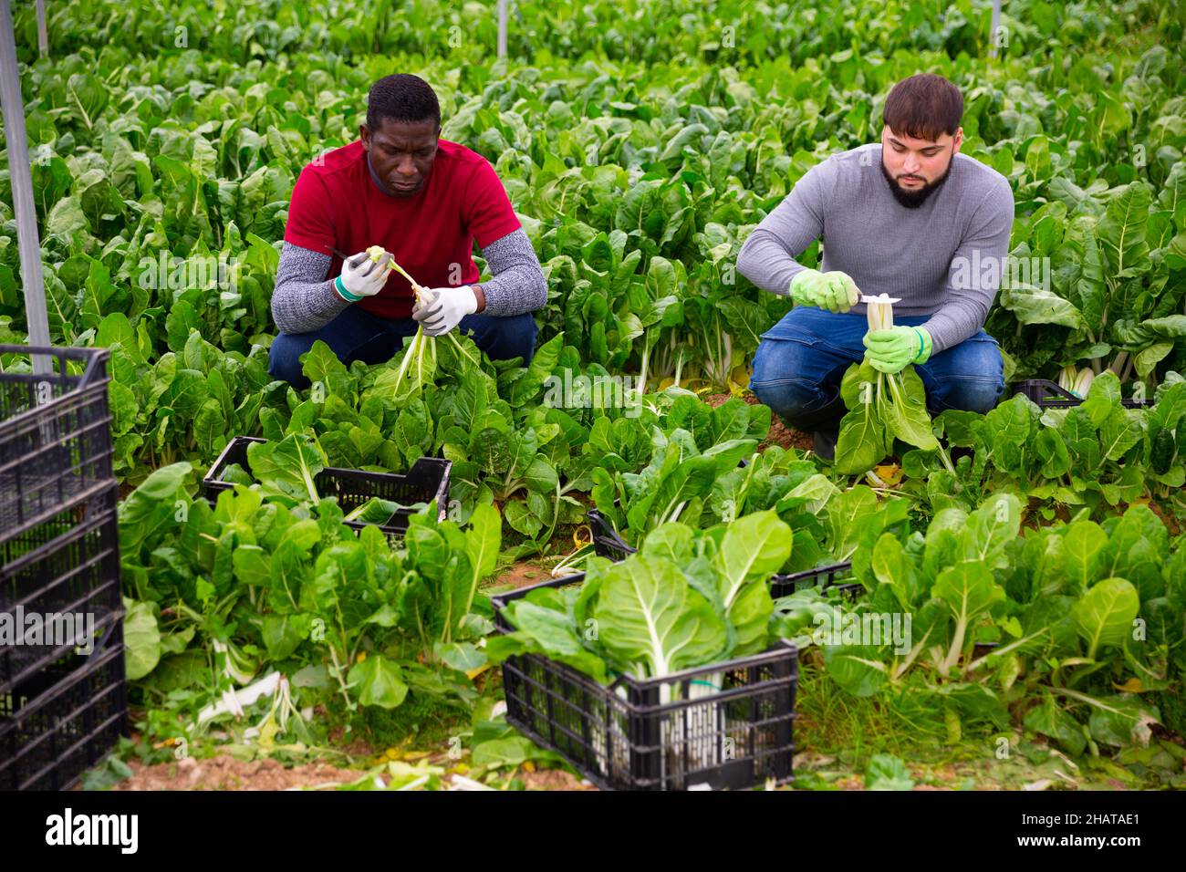 Two farm workers harvesting green chard Stock Photo - Alamy