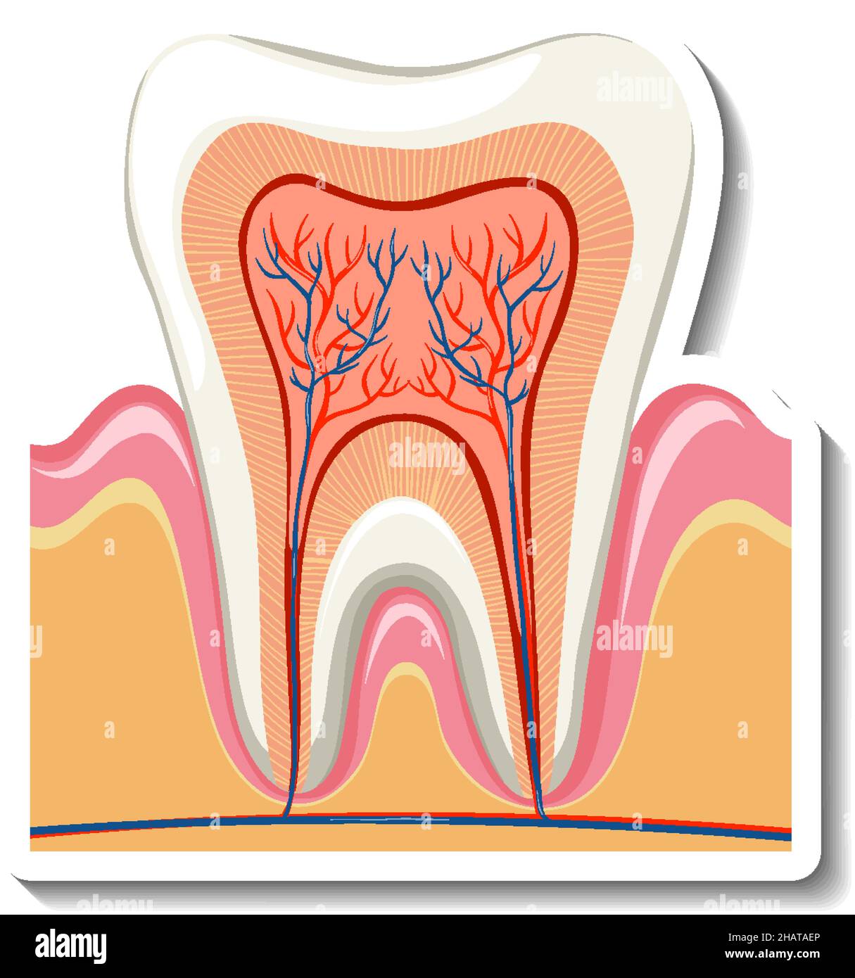 Tooth root and nerve on white background illustration Stock Vector ...