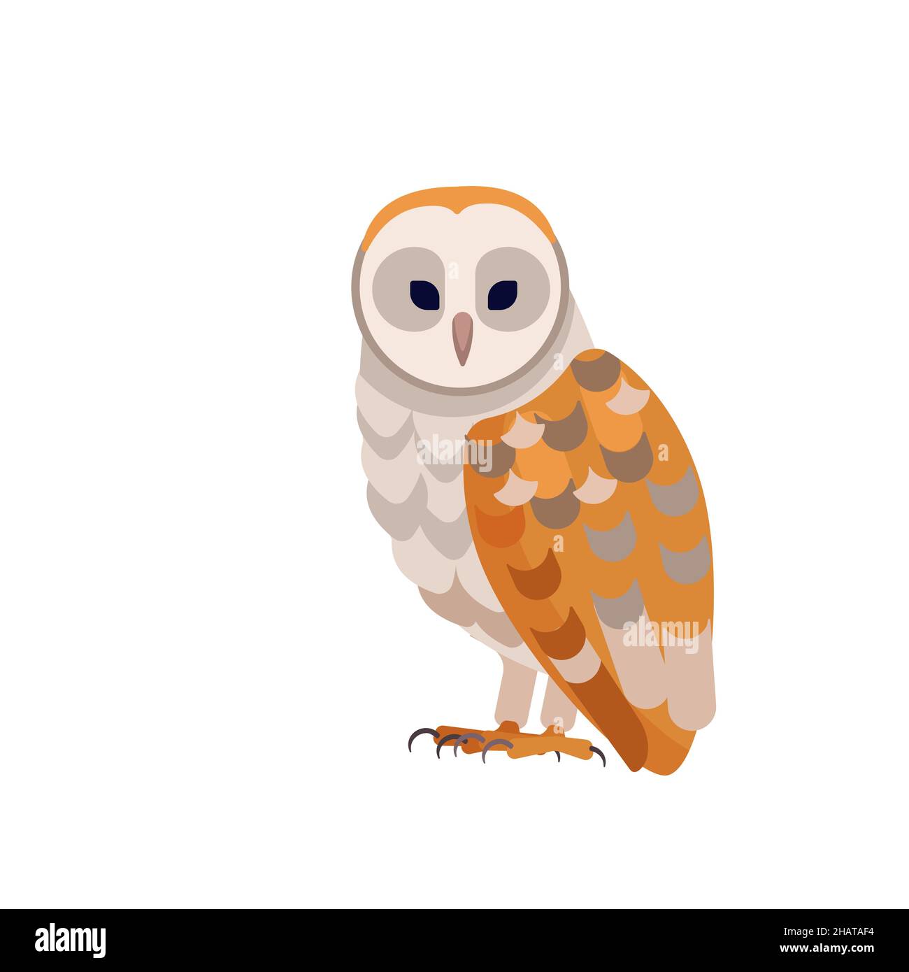 Barn owl with white face and brown wings, side view. Wild forest bird ...