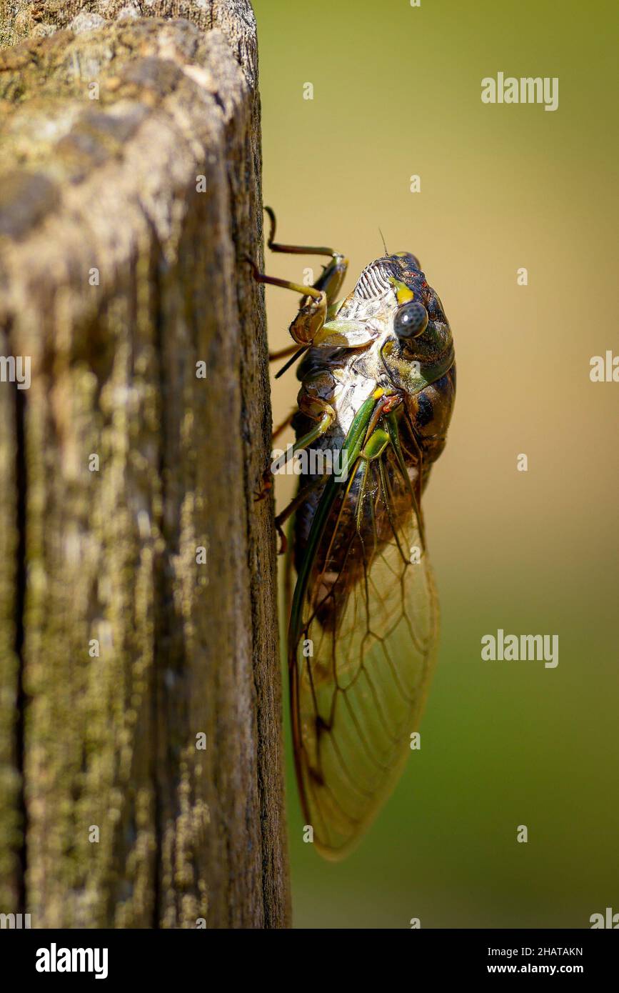 Macro shot shallow focus of a Dog-day cicada insect climbing a tree ...
