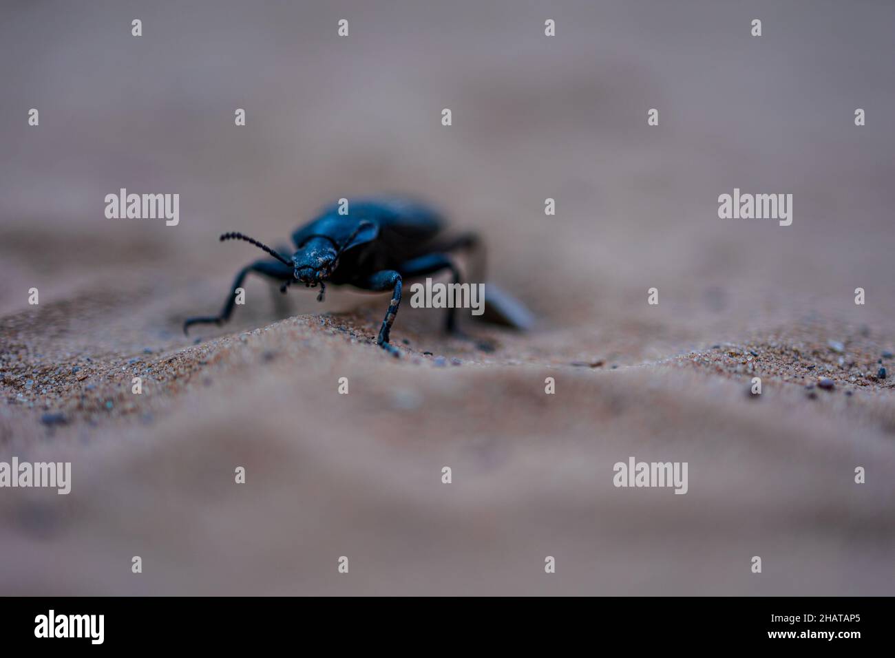 Beach beetle hi-res stock photography and images - Alamy