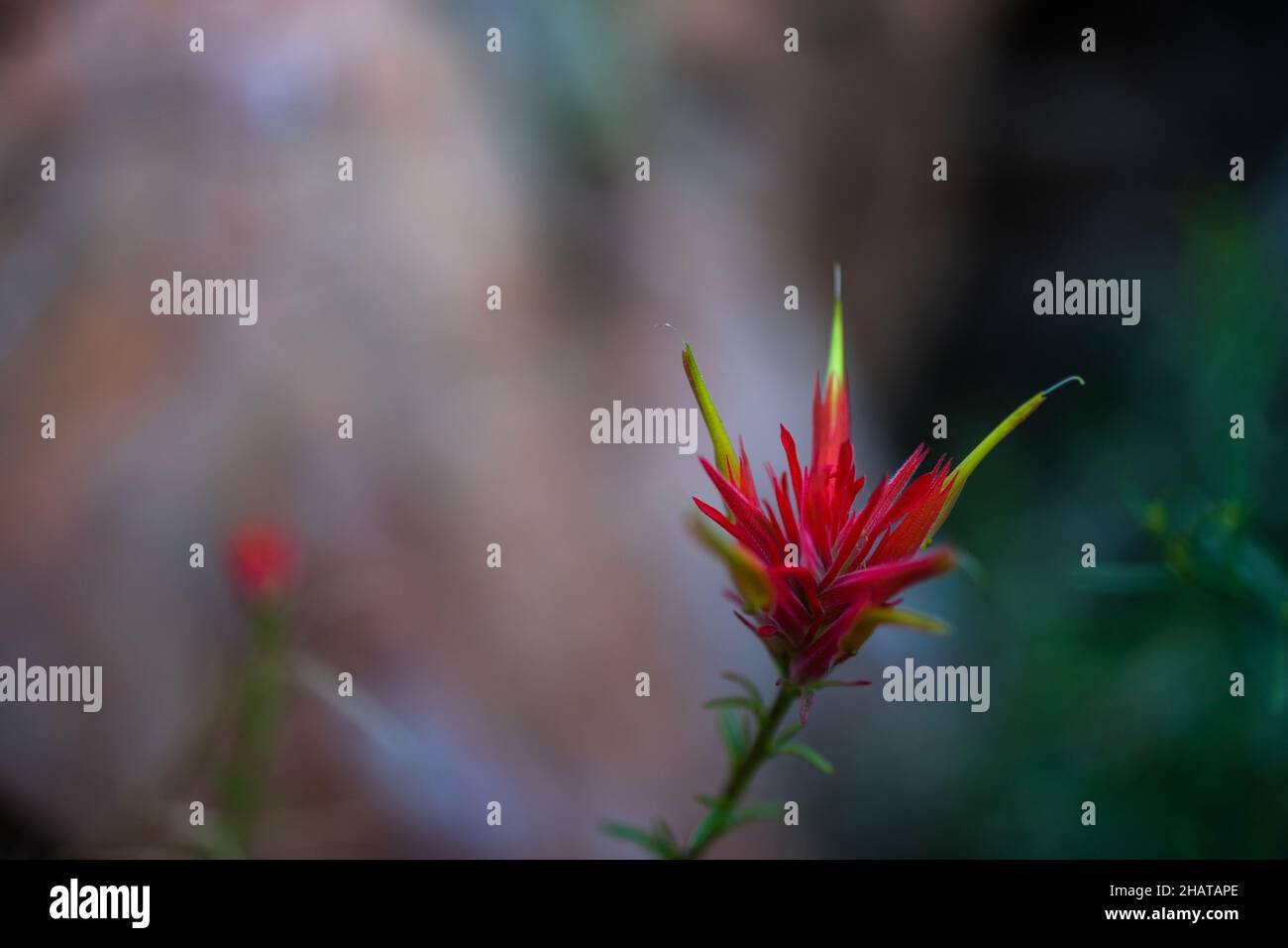 Indian paintbrush flower botanical hi-res stock photography and images ...
