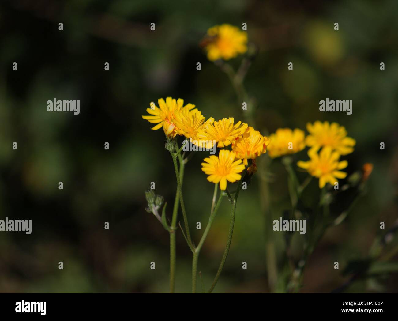 Hawkweed flowers hi-res stock photography and images - Alamy