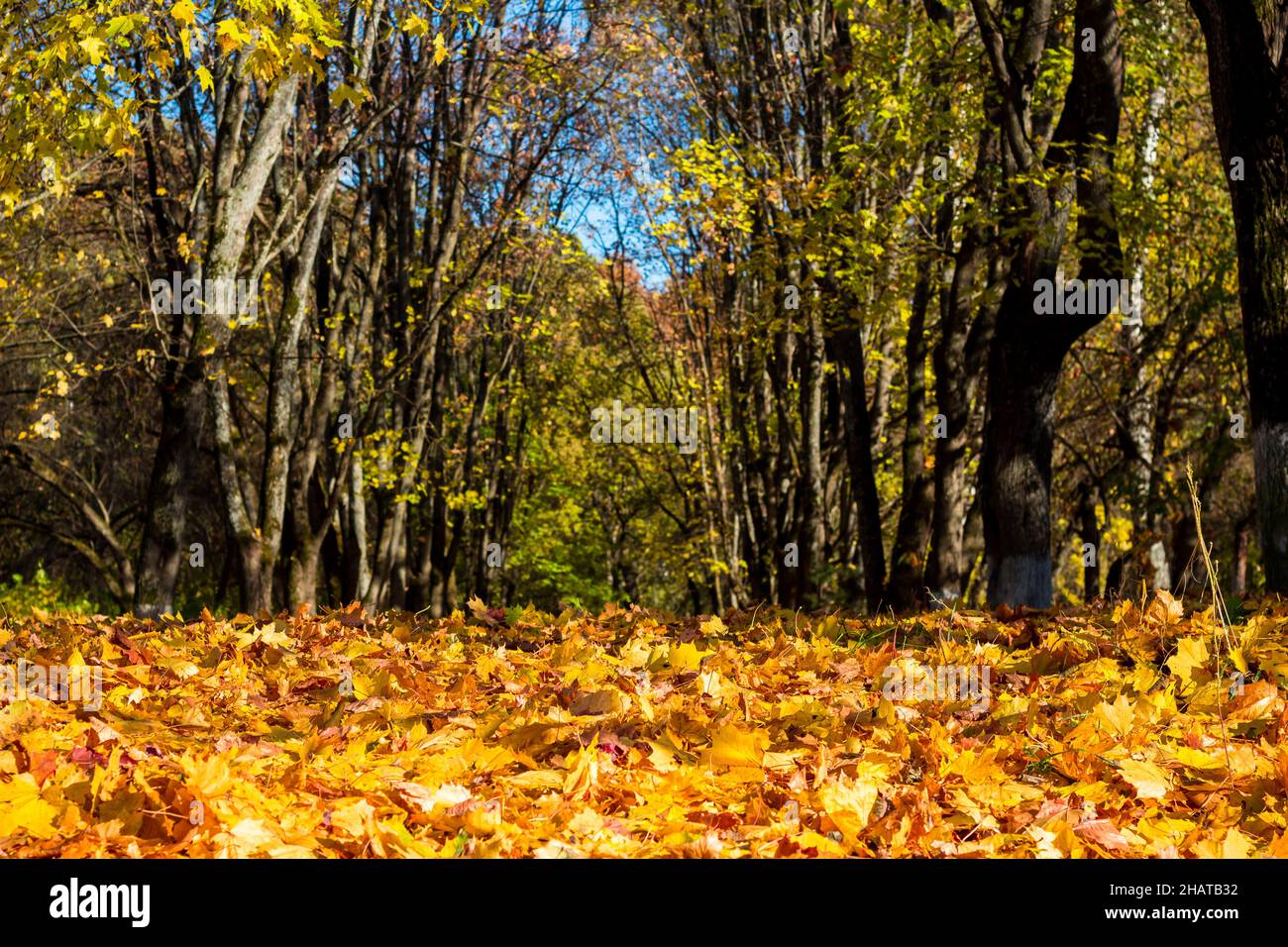 A large layer of fallen bright autumn foliage in the middle of a maple ...
