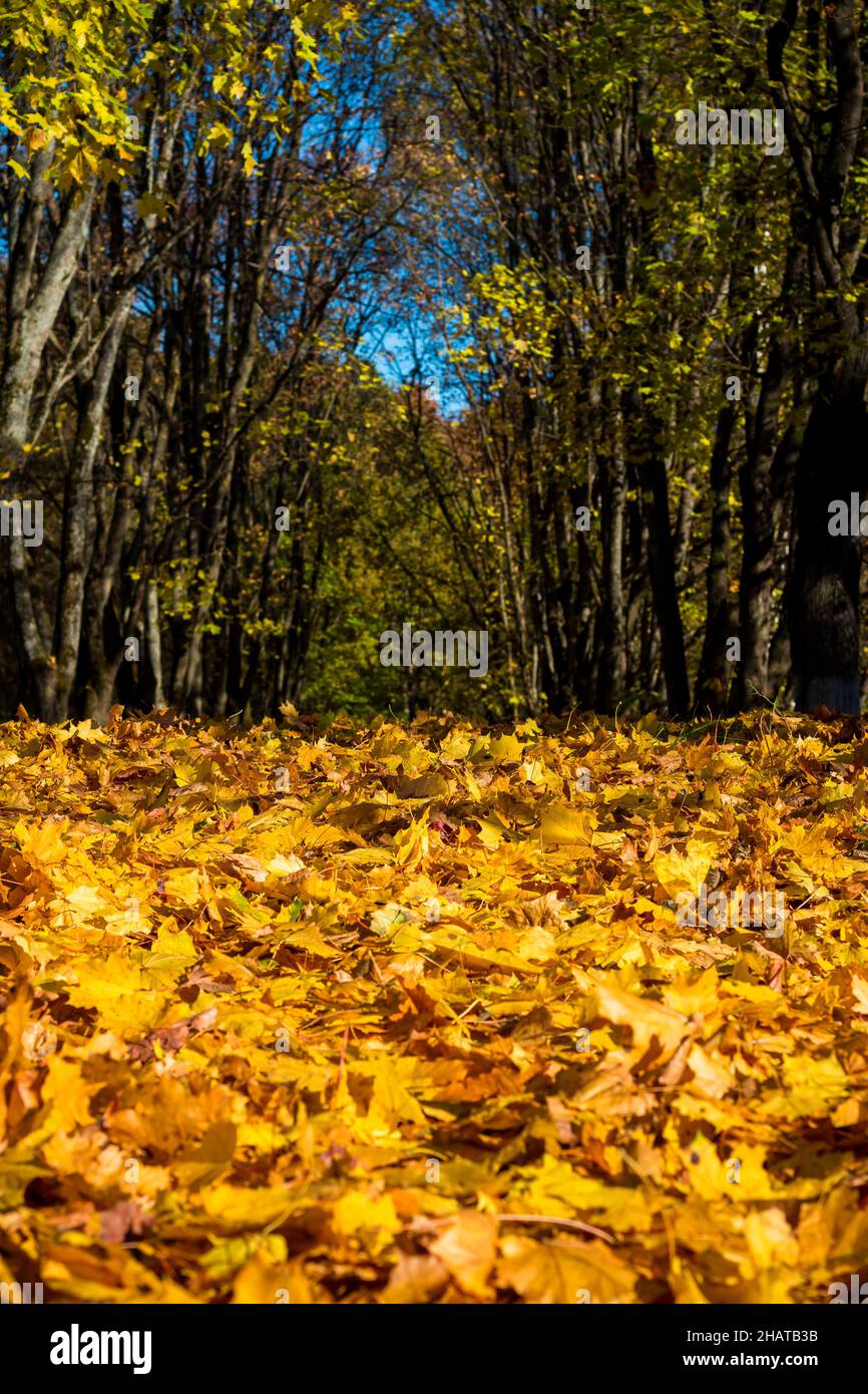 A large layer of fallen bright autumn foliage in the middle of a maple ...