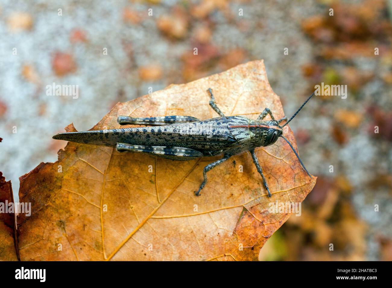 Close-up on an Egyptian locust (Anacridium ægyptium). The largest ...