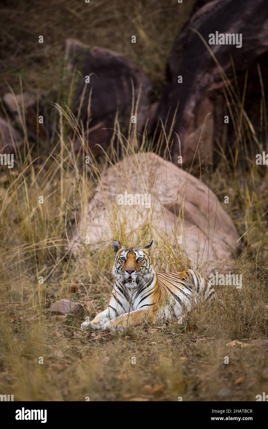 wild royal bengal female tiger animal portrait posing near big rock in ...