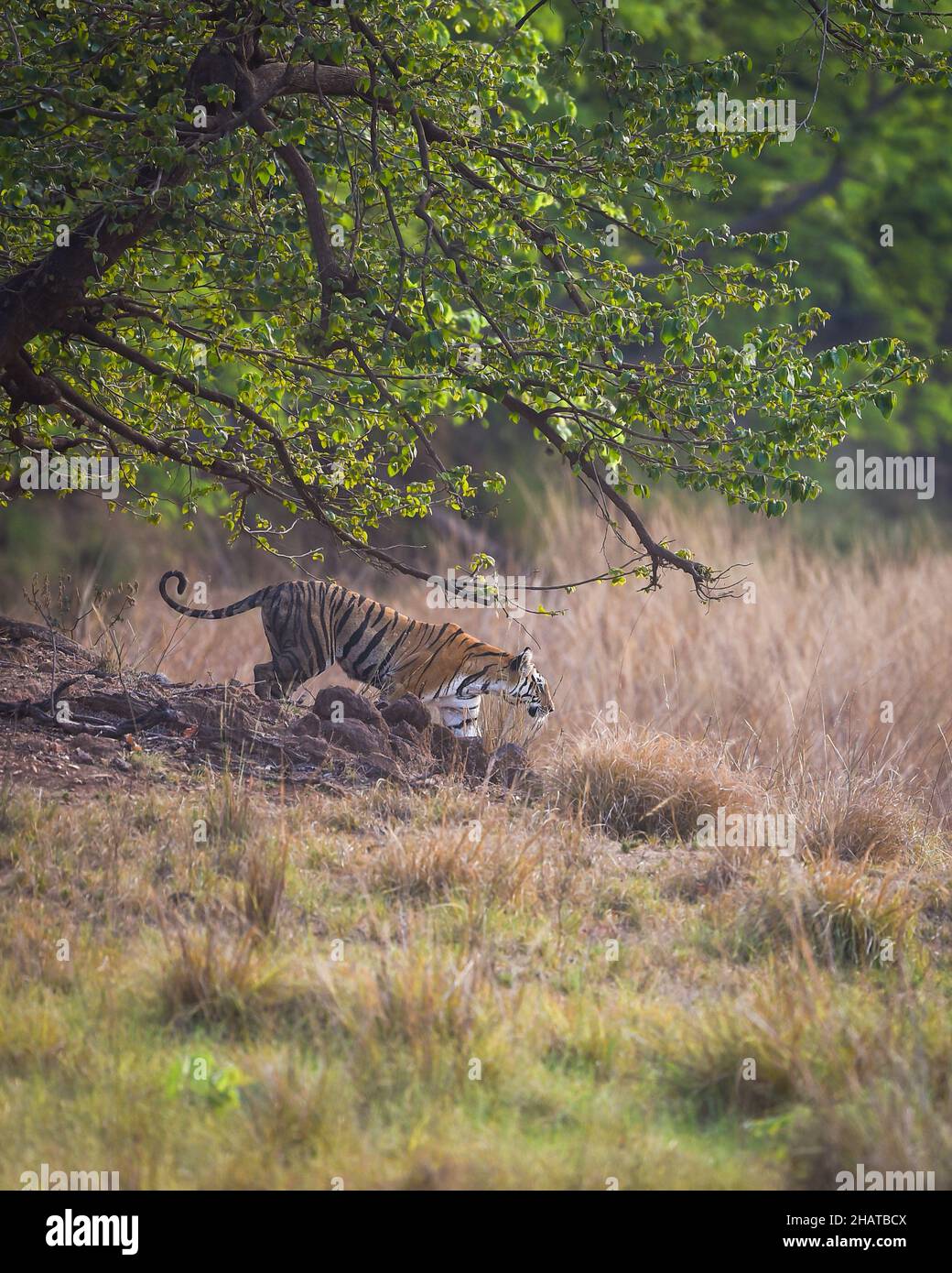 wild female bengal tiger on stroll for territory marking in scenic ...