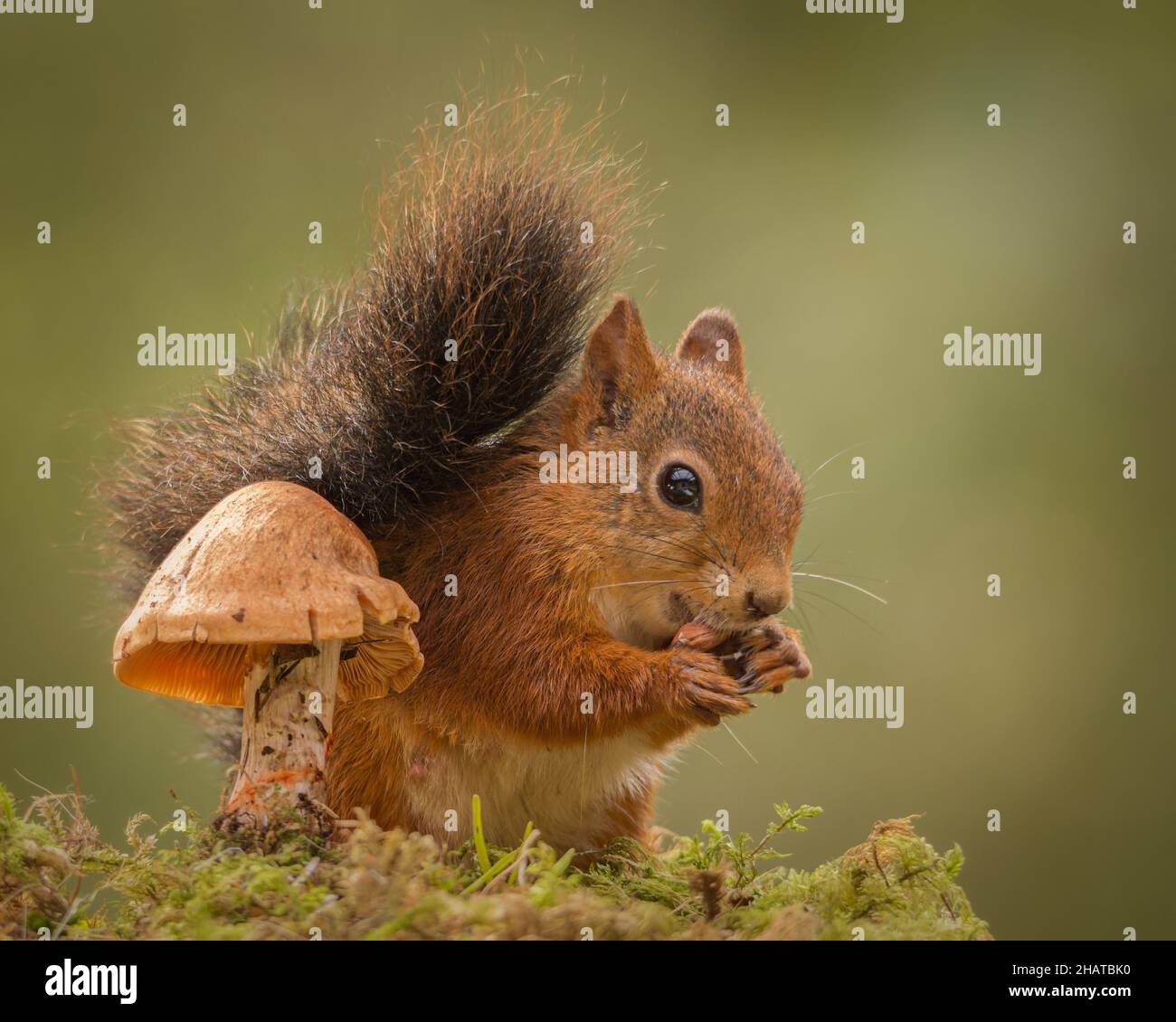 Sciurus vulgaris eating mushroom hi-res stock photography and images ...