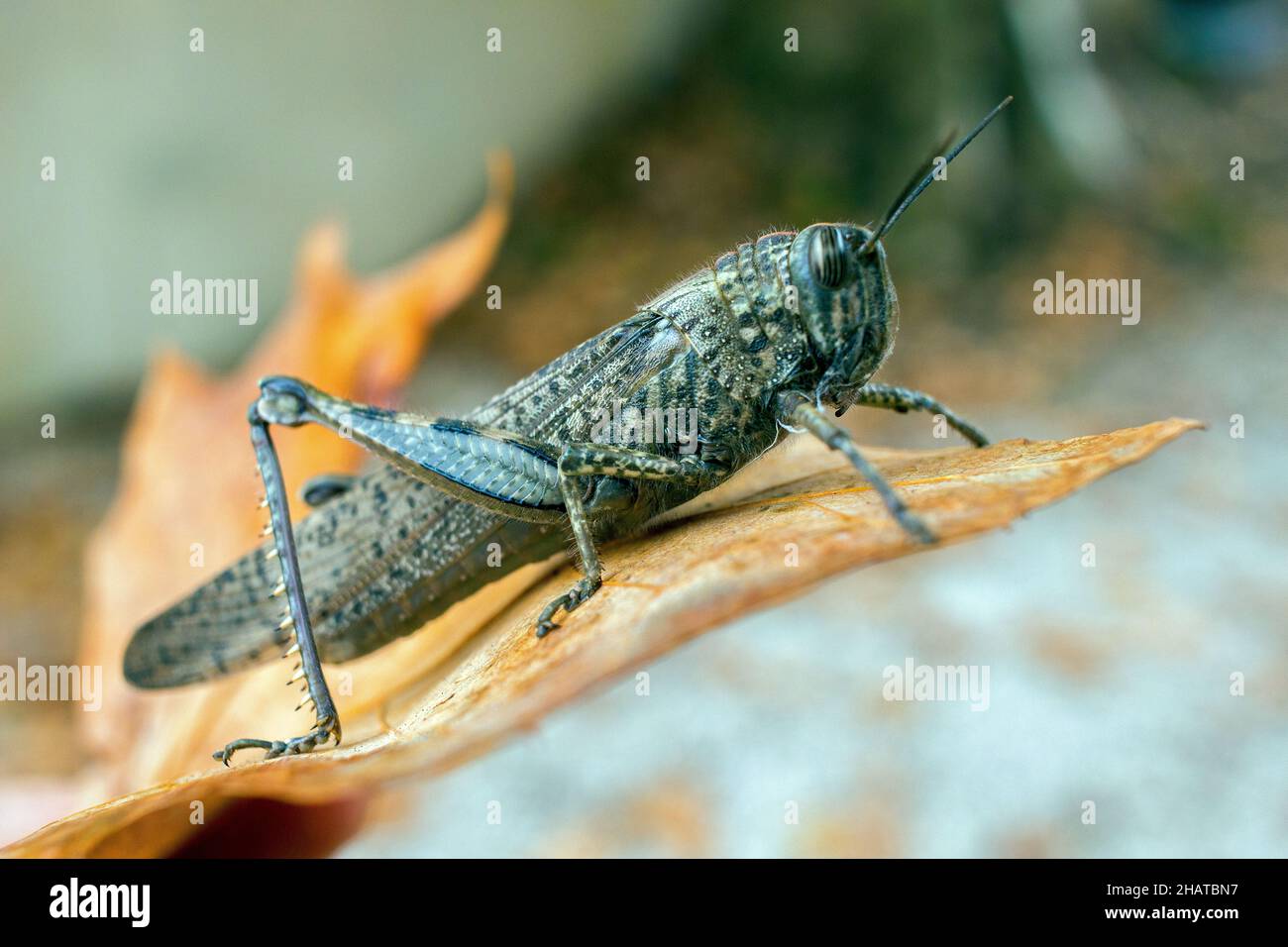 Close-up on an Egyptian locust (Anacridium ægyptium). The largest ...
