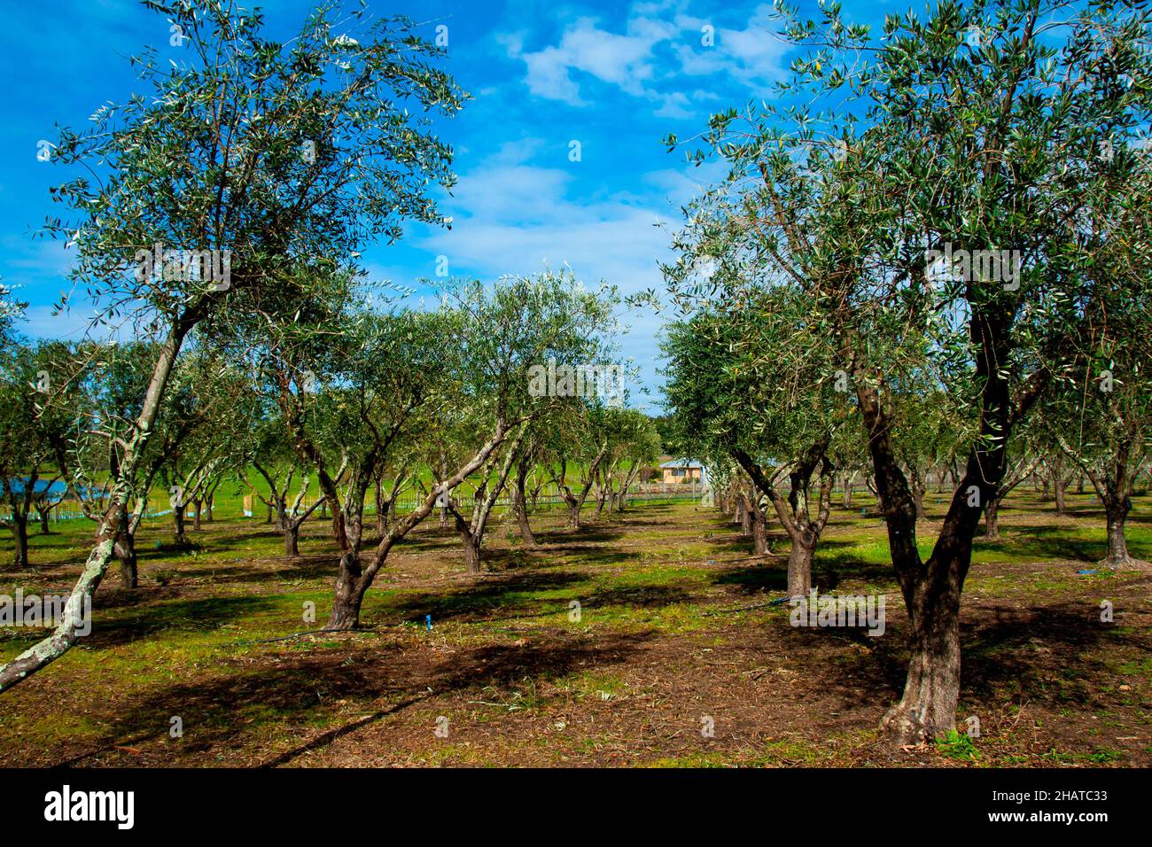 Olive Groves - Western Australia Stock Photo - Alamy