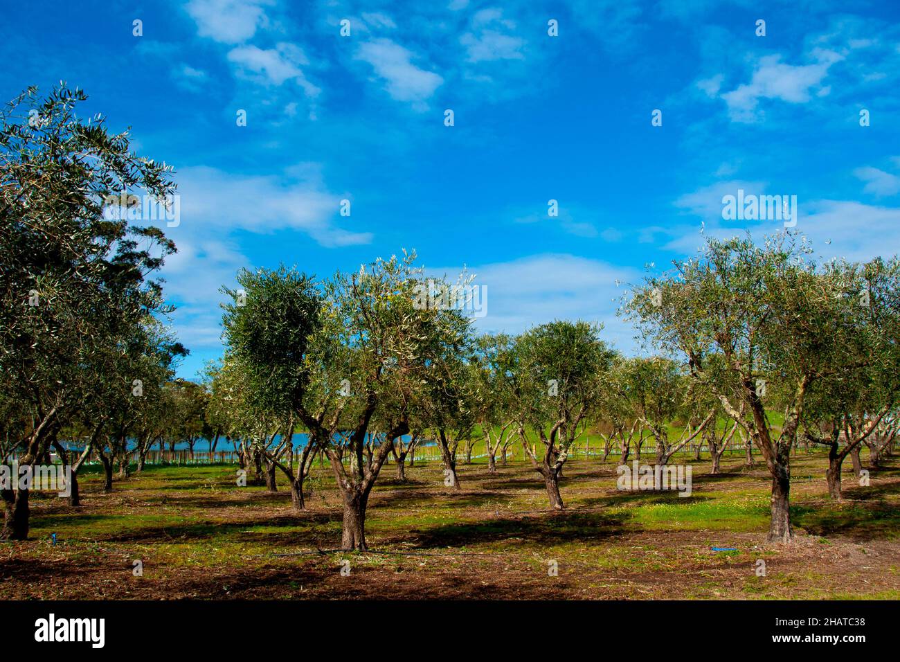 Olive Groves - Western Australia Stock Photo - Alamy