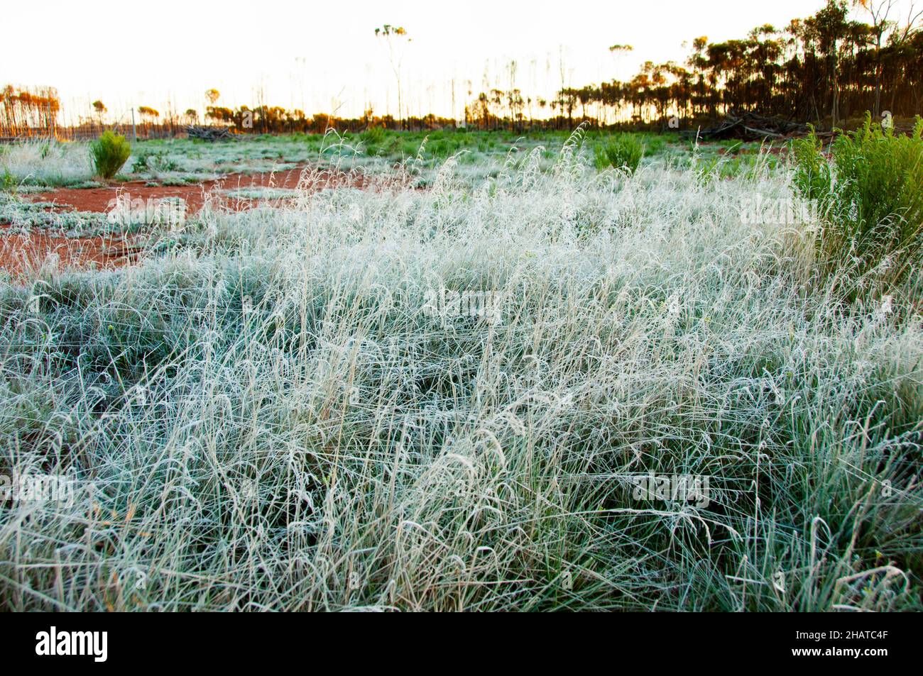 Frost in the Australian Outback Stock Photo - Alamy