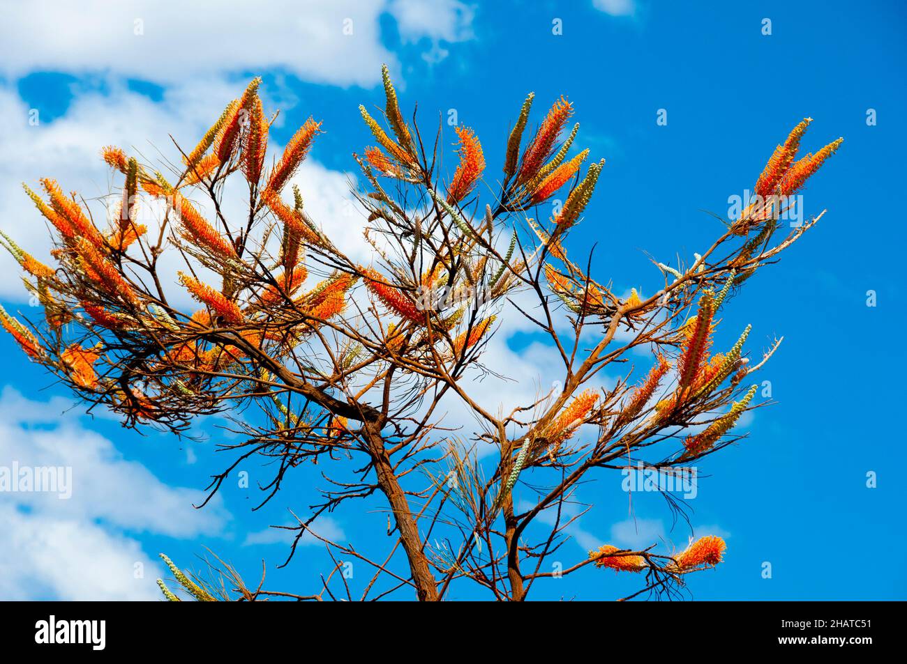 Flame Grevillea Tree - Western Australia Stock Photo - Alamy