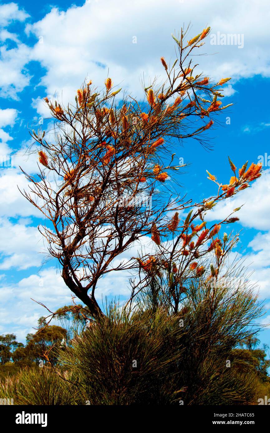 Flame Grevillea Tree - Western Australia Stock Photo - Alamy