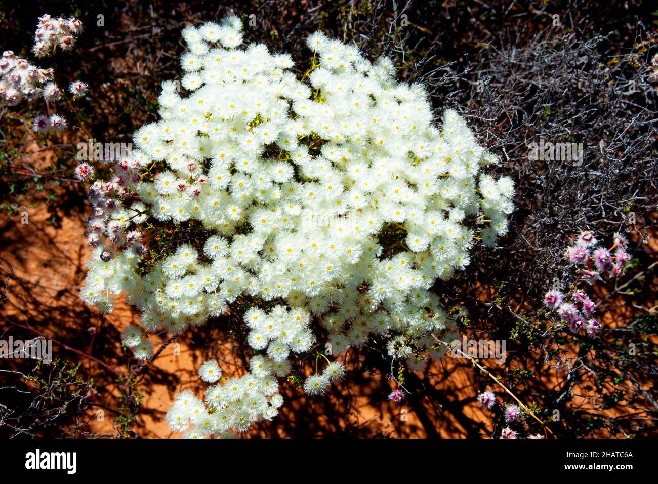 Roe's Featherflower - Western Australia Stock Photo - Alamy