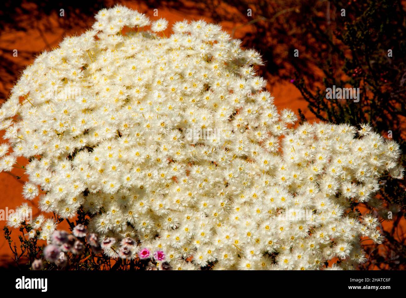 Roe's Featherflower - Western Australia Stock Photo - Alamy