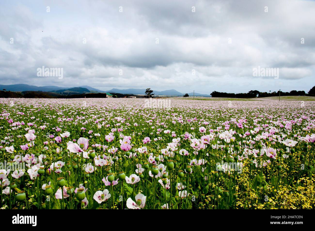 Poppy Field - Tasmania - Australia Stock Photo - Alamy