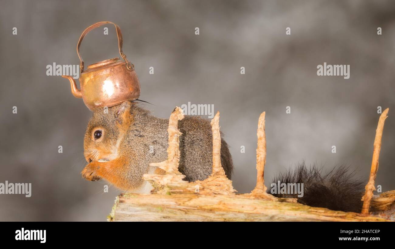 Copper red teapot hi-res stock photography and images - Alamy