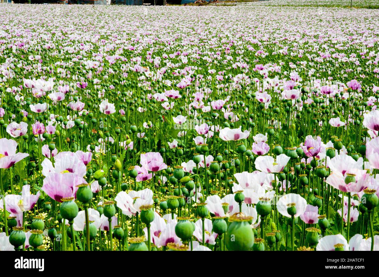 Poppy Field - Tasmania - Australia Stock Photo - Alamy