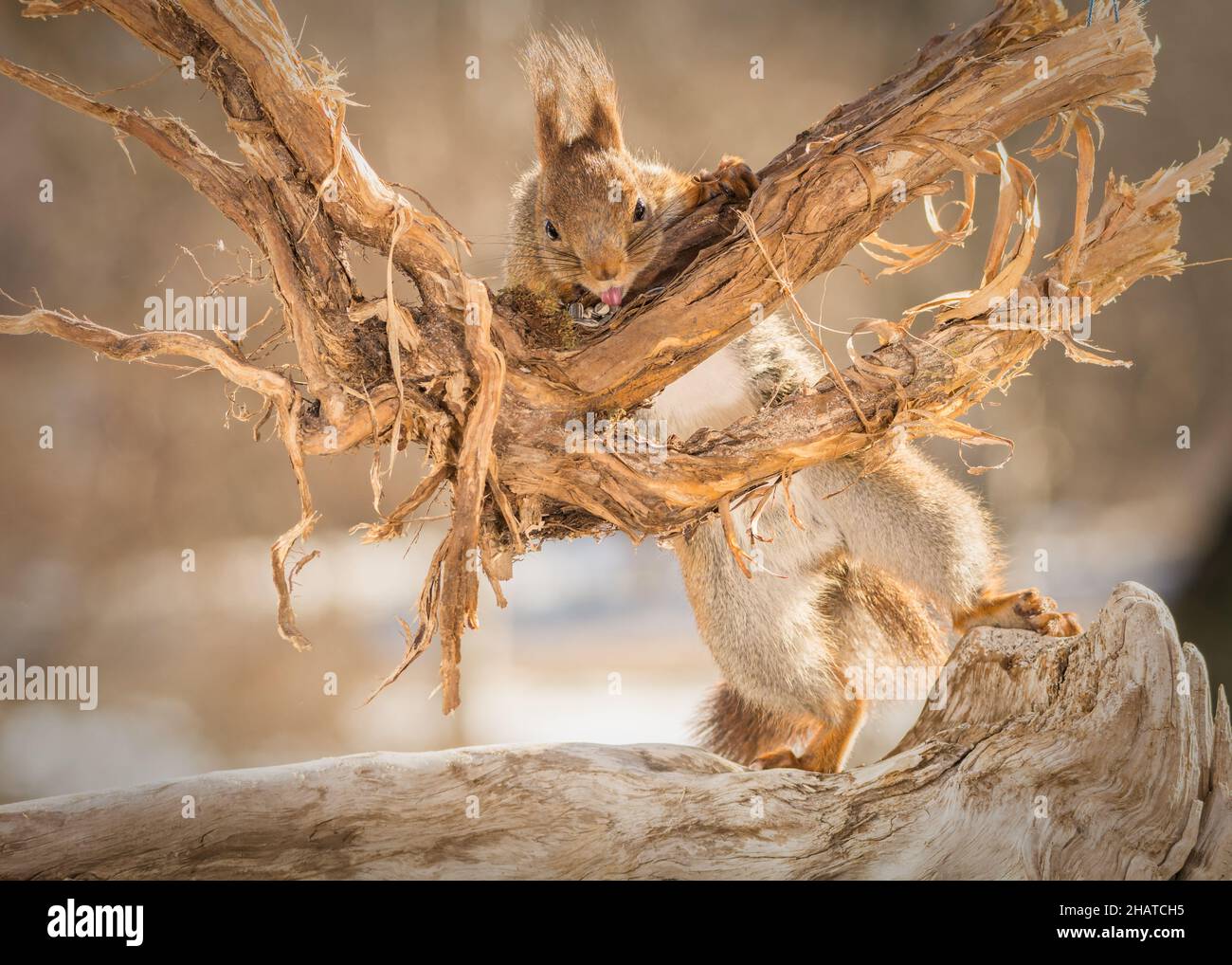 Squirrel tongue out hi-res stock photography and images - Alamy