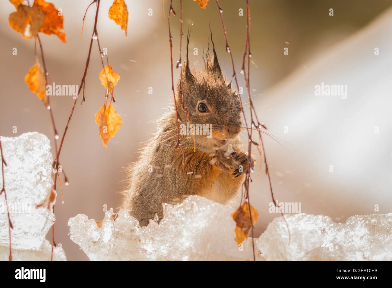 wet red squirrel standing behind ice under branch with leaves and ...
